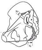 Pelvis and Sacro Iliac Joint - Alex Tiemes 3DMT
