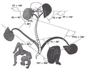 Vertebral Column and Sacro Iliac Joint - Alex Tiemes 3DMT