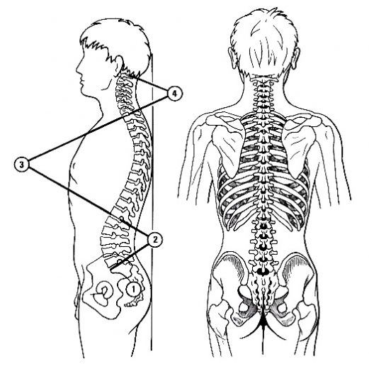 Vertebral Column and Sacro Iliac Joint - Alex Tiemes 3DMT